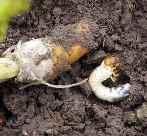 UAB Pajūrio naujienos